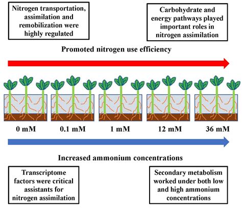 Transcriptomic Sequencing And Co Expression Network Analysis On Key Genes And Pathways