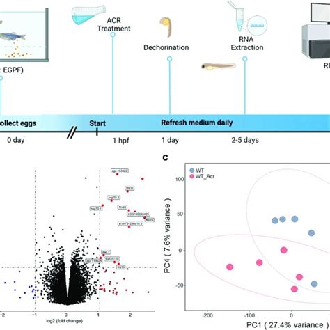 Rna Seq Analysis Of Wildtype Zebrafish With Or Without Acrolein Acr