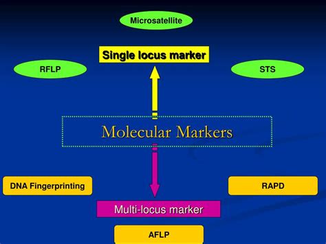Ppt Molecular Markers And Its Applications In Livestock Improvement Powerpoint Presentation