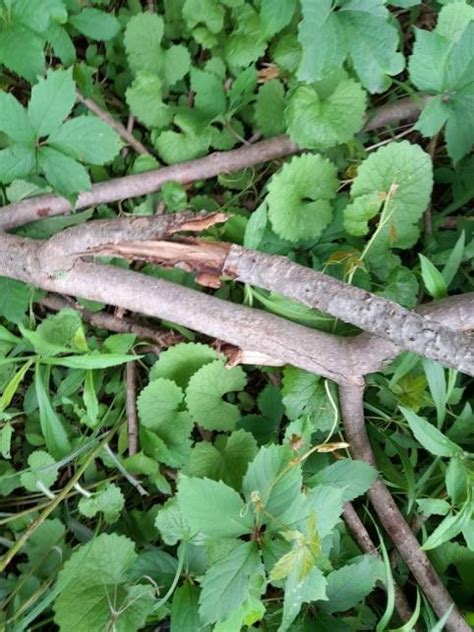 Tree Branch Identification Rtree