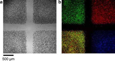 Micrographs Of The Cell Array Pattern Created With The Method Shown In