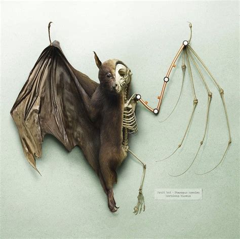 Skeleton Bats At Annabelle Wang Blog