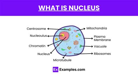 Nucleus Structure Nucleus Function Distribution Of Nucleus Characteristics