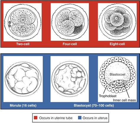 Embryonic Development Anatomy And Physiology Ii