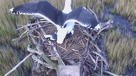 Gbbg Strange Behaviour Youtube