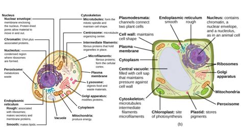 Eukaryotic Cell Definition Structure Functions Examples Biology Notes Online