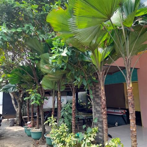 Promo Pohon Palem Kol Batang Keras 1 50 Cm Kota Depok Garden Jaya Adhypromandiri Tokopedia