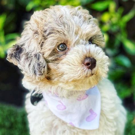 Poochon Pictures And Full Breed Information Premier Pups