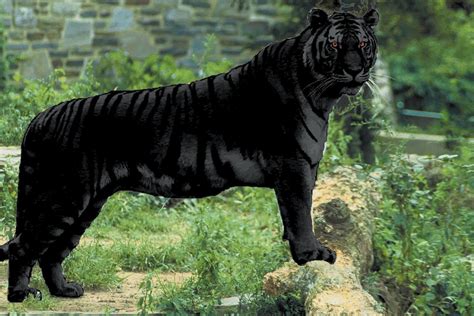 🔥 Free Download Shukernature The Black Tiger A Veritable B Te Noire Of