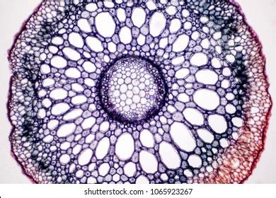 Thousand Tree Roots Cross Section Royalty Free Images Stock Photos Pictures Shutterstock