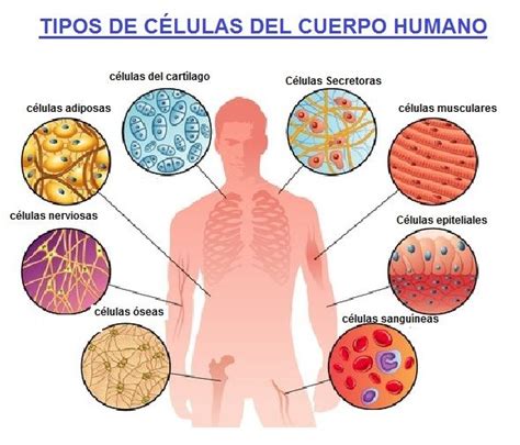 La Célula Humana