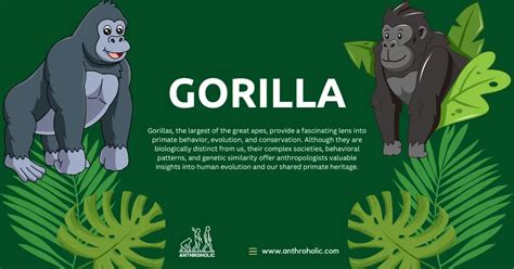 Understanding Gorilla As A Primate Anthroholic