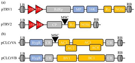 Applications Of Virus Induced Gene Silencing In Cotton