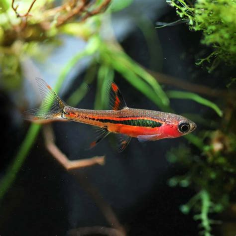 Chili Rasbora Planted Tank Mates