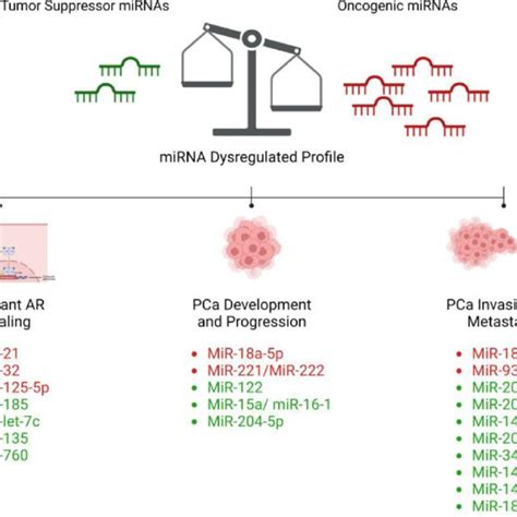 Schematic Representation Of The Most Frequent Dysregulated Mirnas In