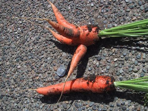 Wiredfool Mutant Carrot