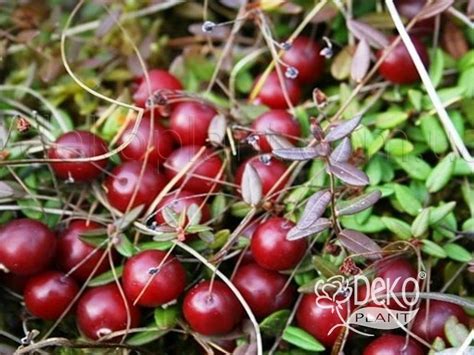 Клюква Стивенс - Клюква - Саженцы роз, ягодных, фруктовых и ...