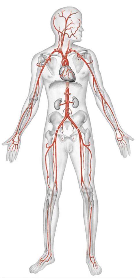 Major Arteries Of The Systemic Circulation Diagram Quizlet