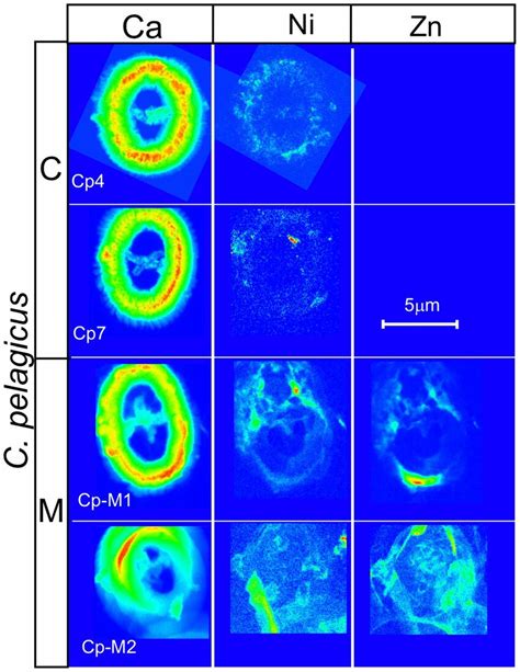 X Ray Fluorescence Xrf Maps Of Zn And Ni In Coccolithus Pelagicus Download Scientific