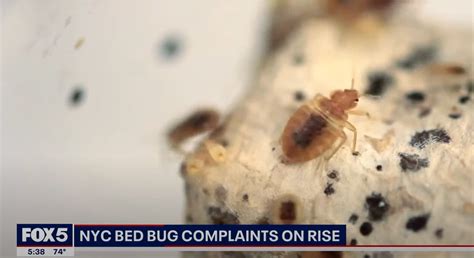 Horrified Americans Battle Against Rise In Bed Bug Infestation As Experts Issue Warning On