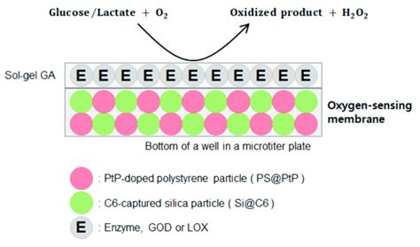Scheme 1 Layout Of A Ratiometric Fluorescent Biosensor Download Scientific Diagram