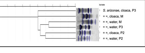 27 Dendrogram Shows Genomic Analysis Of Electrophoresed Dna Extracted