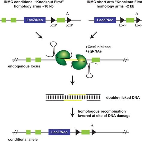 Crispr Assisted Conditional Mutagenesis Strategy Single Guide Rnas