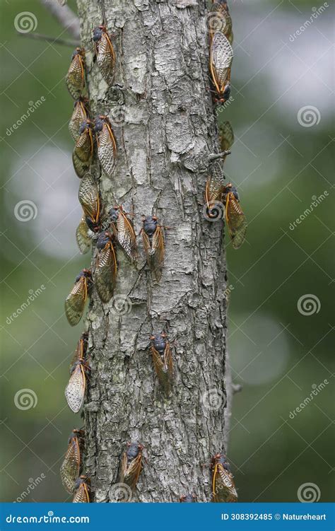 Dozens Of Cicadas On A Tree Trunk 2 Magicicada Stock Image