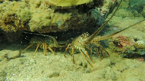 Palinuridae Lobster Snorkeling Report