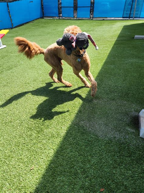 Lee C And Patricia Culler Boarding Grooming And Travel Center Added A New Lee C And Patricia