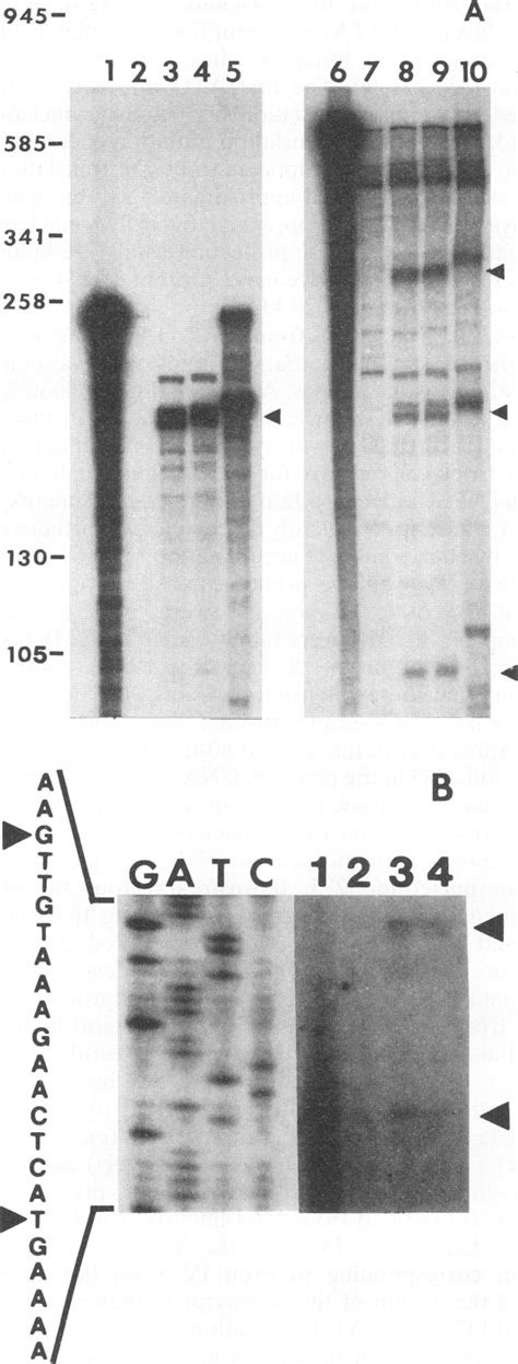 Primer Extension Analysis And Rnase Protection Assay Of The 5 And 3
