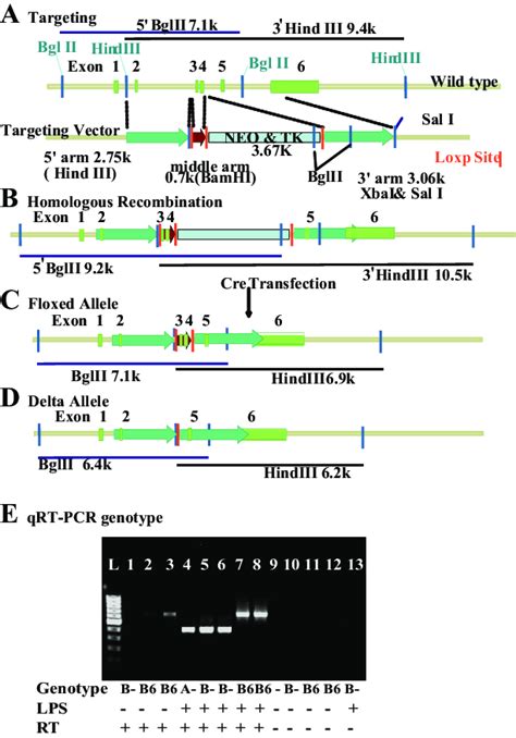 A Schematic Illustrating The Construction Of The Targeting Vector For Download Scientific