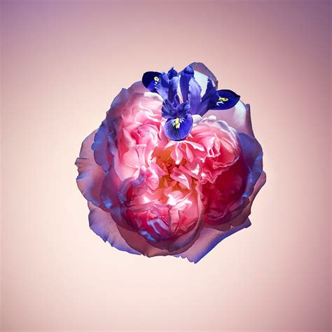 Rose Des Vents Collections Louis Vuitton