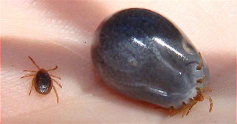 Empty Tick Vs Full Tick Believe It Or Not This Is The Same Bug