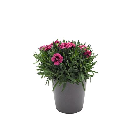 Clavel Mini Dianthus Mini Fronda