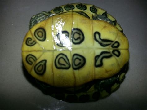 Turtles Shell Natural Phenomena Turtle Shell Science Nature