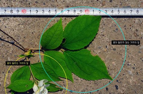 이름순 계절별 꽃색으로 찾기 얇은잎고광나무