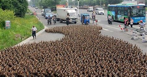 Ducks Album On Imgur