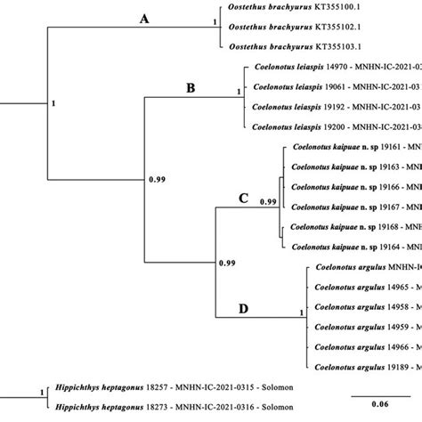 Bayesian Tree Of The Cytochrome C Oxidase Subunit Coi 564 Bp For