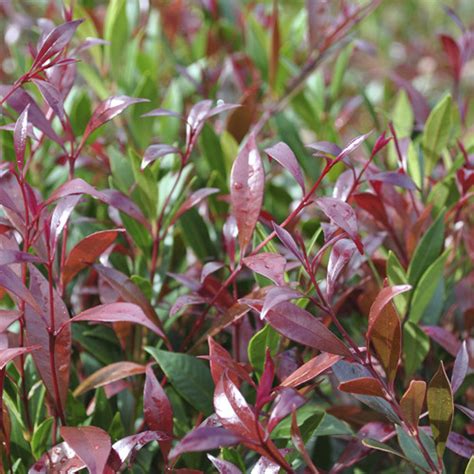 Lilly Pilly Cherry Surprise Potplantheavenperth