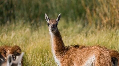 Guanacos En Santa Cruz Migraciones Estacionales Y Desafíos De Conservación