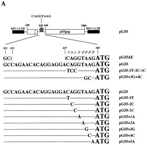 The Eiav Inhibitory Sequence Coincides With The Major 5 Splice Site On