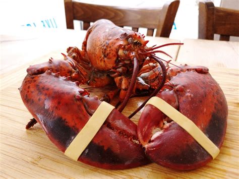 From Trash To Treasure The Great American Lobster History Samuels