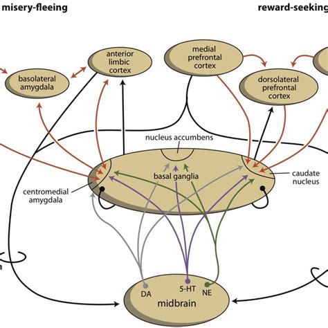 Schematic Representations Of Converging Extrapyramidal Circuits A