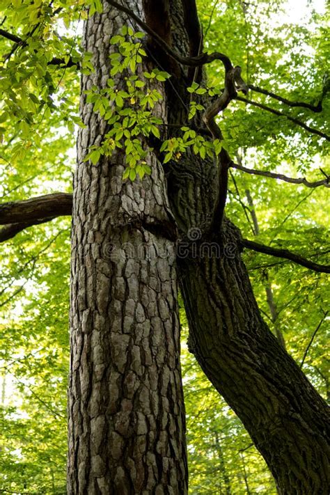Love Between Trees Stock Image Image Of Together Summer 166519237