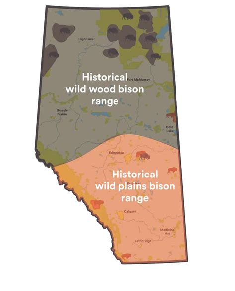 Bison In Alberta Cpaws Northern Alberta Chapter