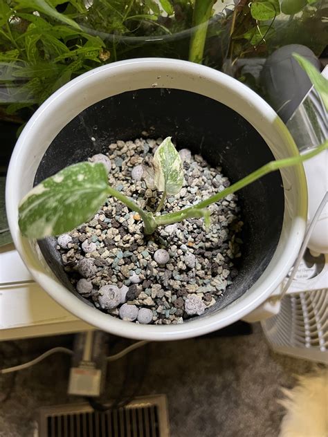 what am i doing wrong here can i still save her r plantclinic