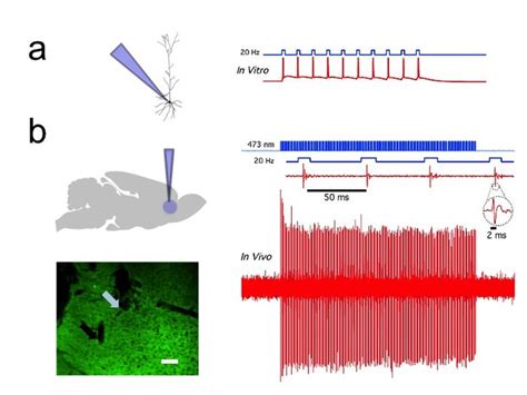 Optogenetics Wikipedia