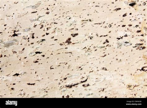 Tree Bark Texture Background Stock Photo Alamy