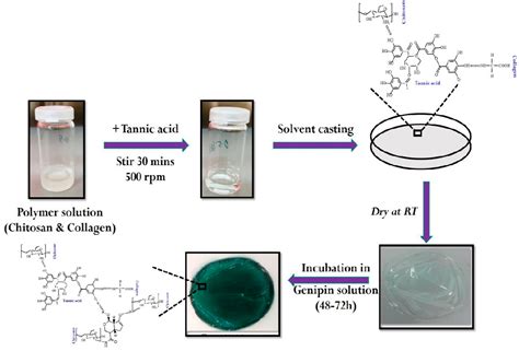 Figure 1 From Dual Crosslinked Collagenchitosan Film For Potential Biomedical Applications